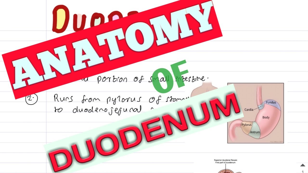 Duodenum Anatomy| Everything You Need To Know About Duodenum.| Ace With Ease.|