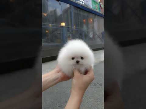 Cute white miniteacup Pomeranian puppy video.ππ
