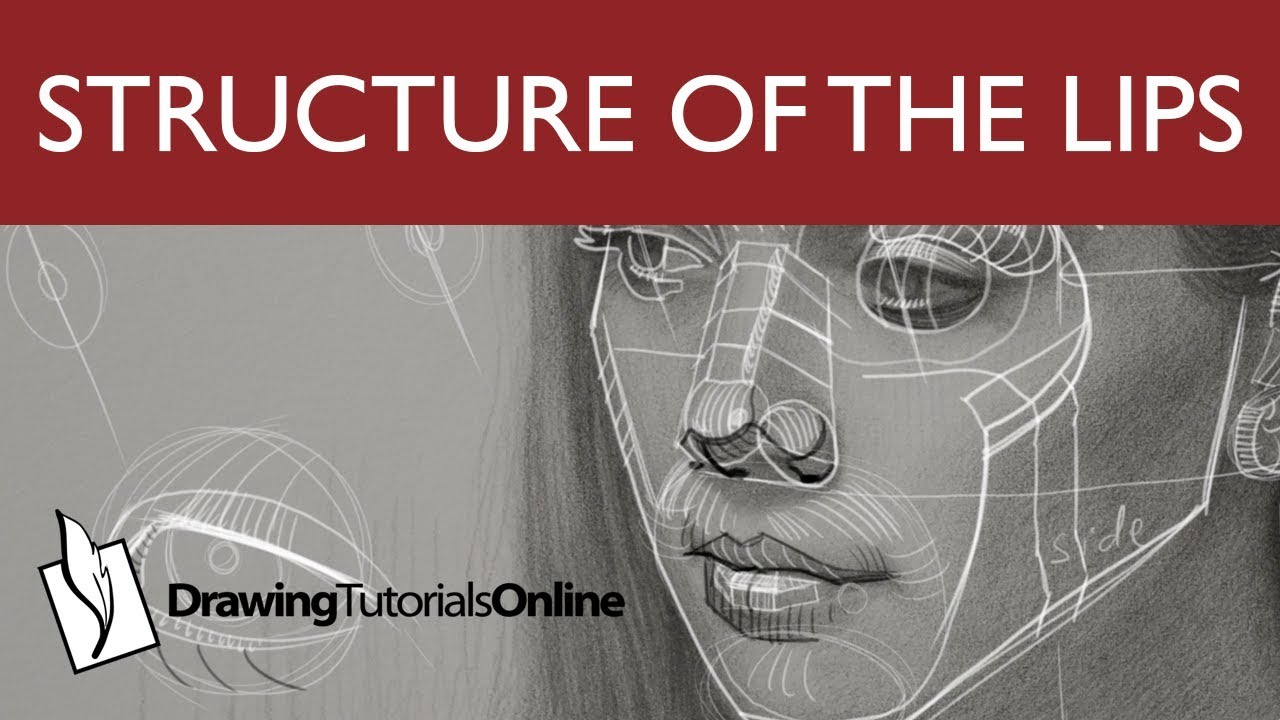 Understanding The Structure Of The Lips