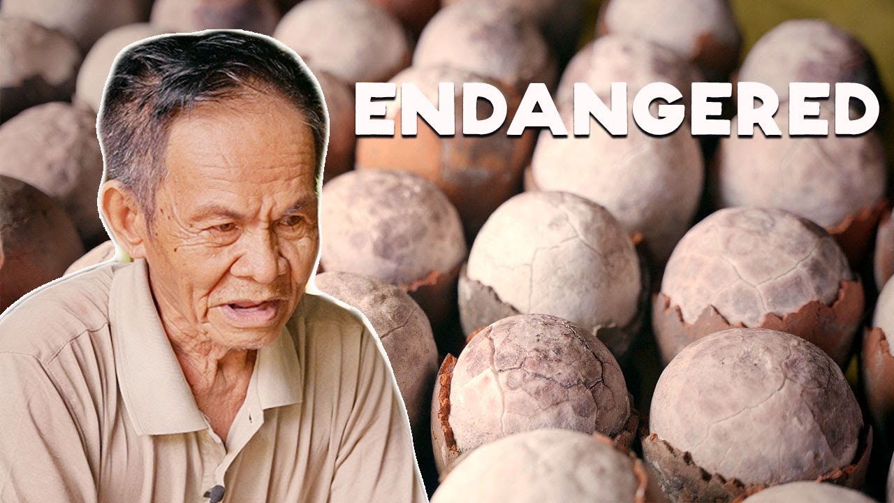 The Rare Asin Tibuok: A Culinary Treasure from the Philippines | Galaxy.ai