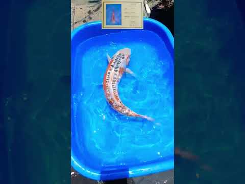 Japanese Koi Shusui 60cm Yamaju Koi Farm #koifish #aquarium #india #koifish #pune #japanesekoi #koi