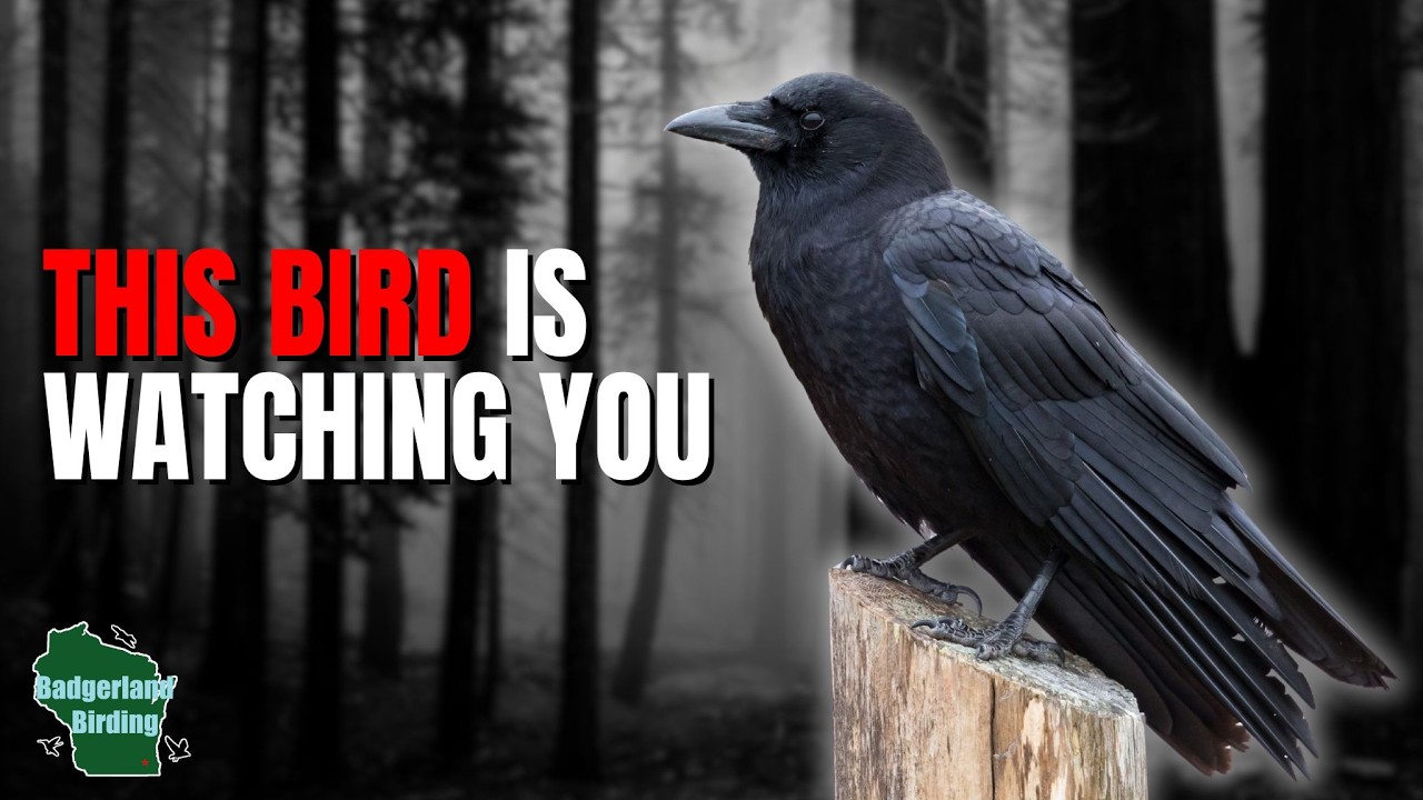 5 Things You Didn't Know About Crows!
