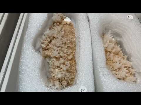 Rock show Louisiana gem mineral fossil jewelry Oct 14-16 alario center westwego La #cajunrockhound