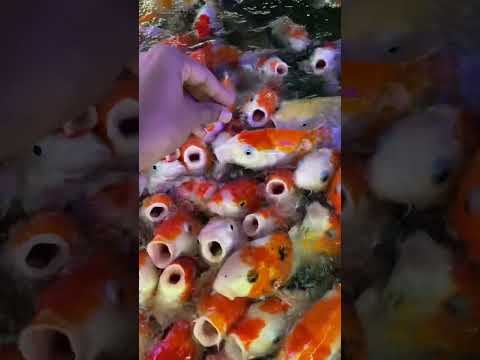 Queens Koi Cafe