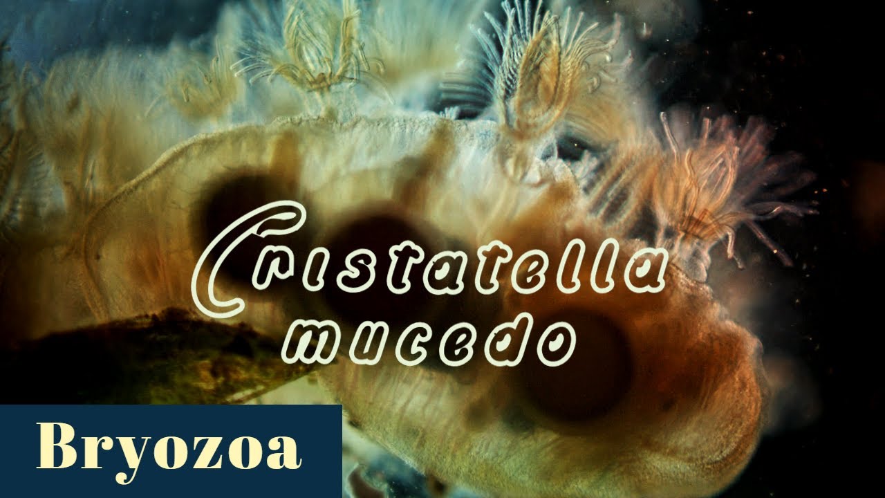 A colony of Cristatella mucedo (Bryozoa = Moss Animal)