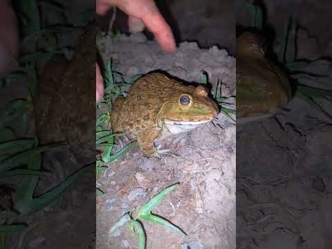 Catch double froog funny | Catch a funny frogs | jumping frogs for fun