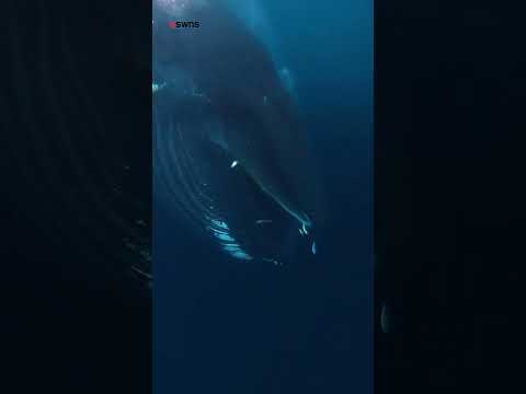 Huge humpback ???? gives divers ???? a 'too close for comfort' ???? encounter off the coast of Norway ????