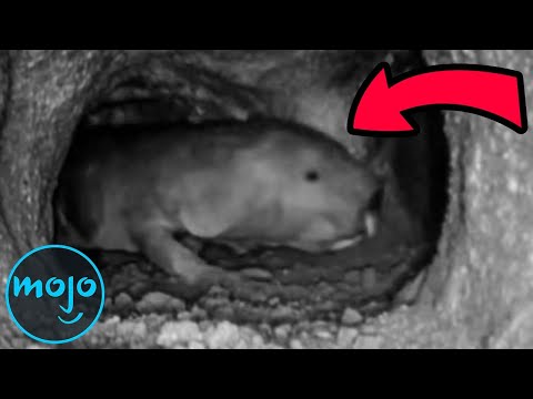 Top 10 Creepiest Creatures That Only Come Out At Night