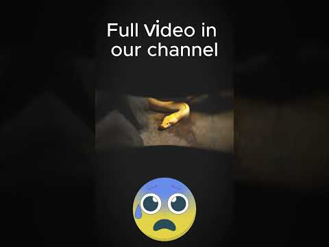 What does it mean to dream about snakes biting you? Pay attention! #dreammeaning #dreamanalysis