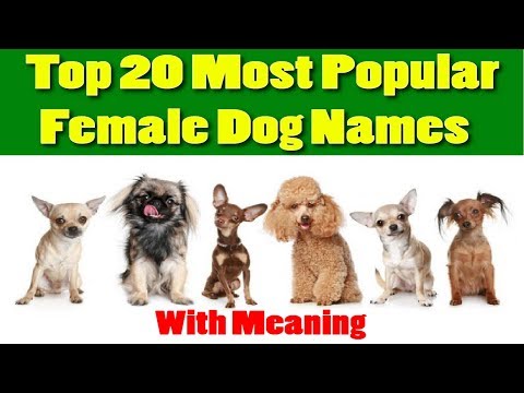 Top 20 Most Popular Female Dog Names with Meaning 2018