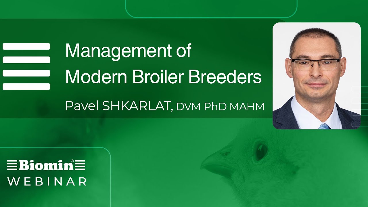 Management of Modern Broiler Breeders | BIOMIN Poultry Expert Talk