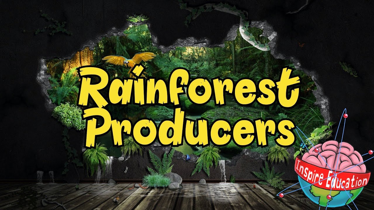 Rainforest Producers