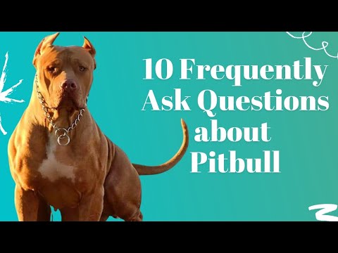 10 Frequently Ask Questions about Pitbull