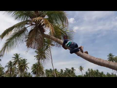 Coconut tree fall down