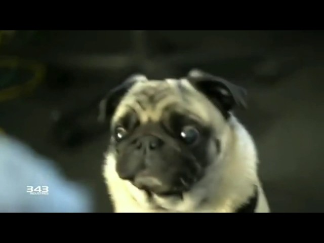El es 'Gyoza', el pug que hace los sonidos de alien en Halo