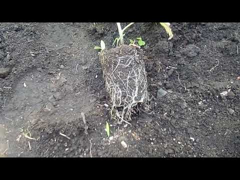 How to apply VAM mycorrhizal to your plants roots for effective inoculation all roots