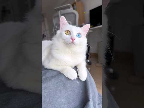 cat Two colour Eyesππ#youtubeshorts #cats #ytshorts #viral