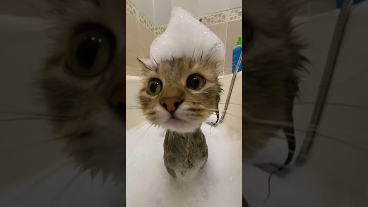 funny cat wallpapers #cat#funny#wallpaper