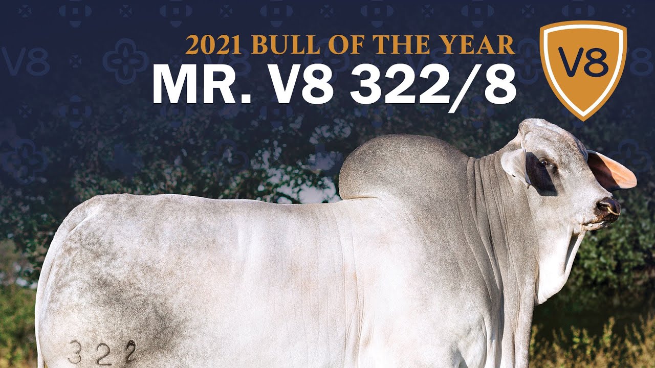 The Story Behind Our 2021 Champion Brahman Bull (How He Won)