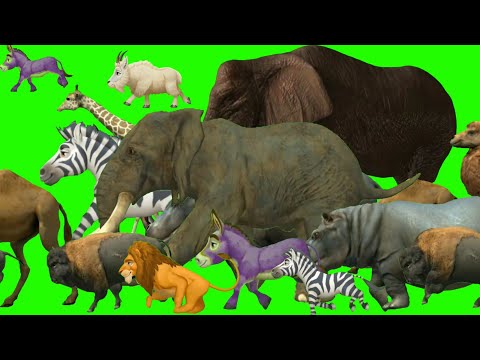 Animals stampede green screen | Zoo animals green screen | Wild animal stampede green screen video