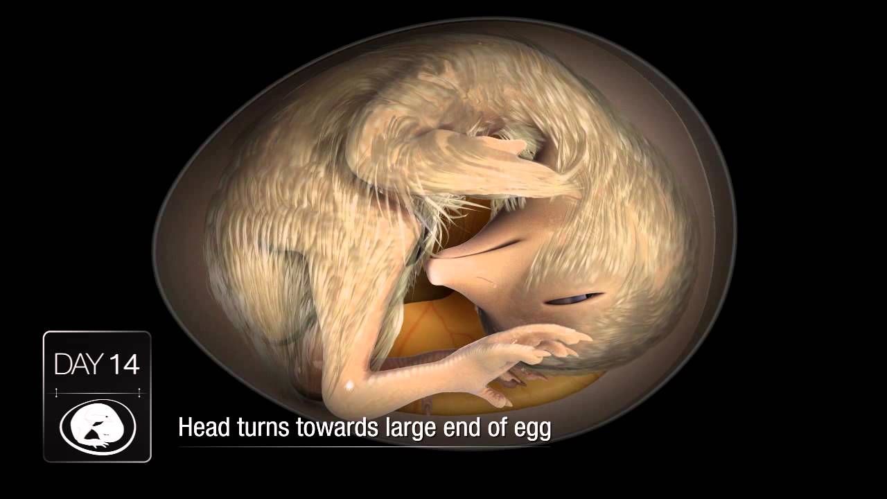 Chicken Embryo Development
