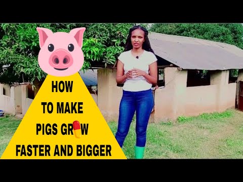 How to make pigs grow faster and bigger |