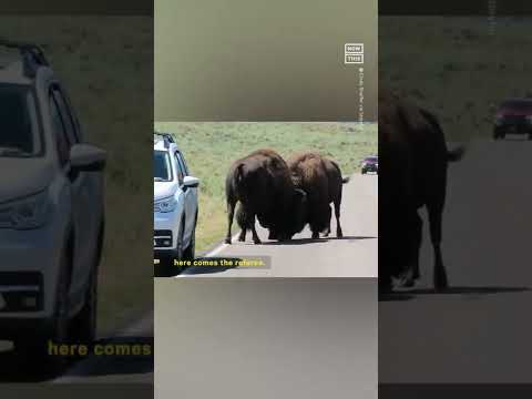'They'll Kill You!': Tourists Get Too Close to Bison Fight at Yellowstone