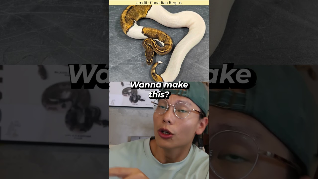 Wanna Make this crazy ball python? #snake #ballpython #reptiles #animals