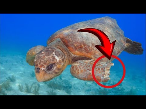 Turtle Hospital Experts Say AVOID These Common FIN Problems #BarnacleRemoval