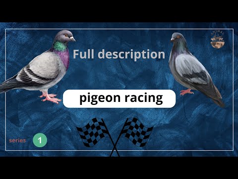 pigeon series 1 :Full definition of pigeon racing