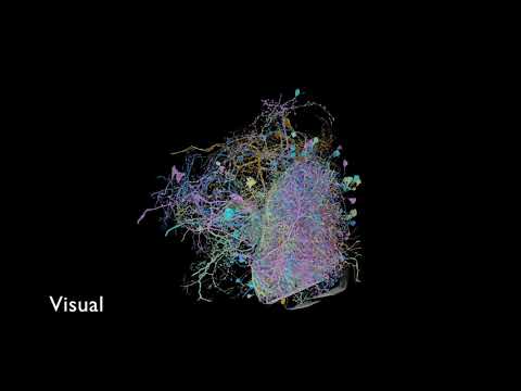 Google's 3D Map of a Fly Brain Is Beautiful