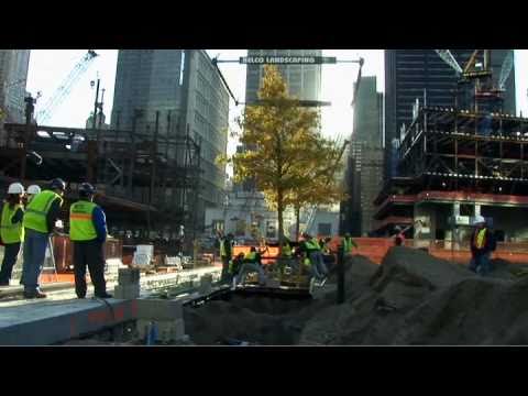 Trees from Millstone nursery bring life to Ground Zero site