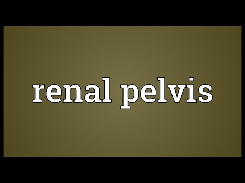 Renal pelvis Meaning