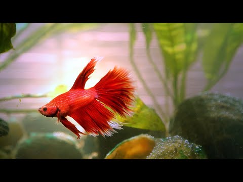 5 Penyakit Ikan Cupang yang Paling Umum (dan Cara Mengobatinya) #aquariumcoop