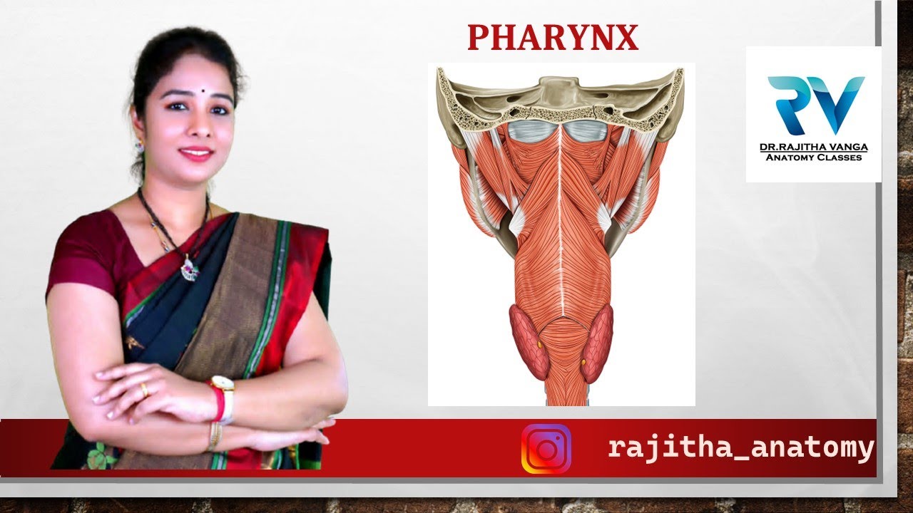 Pharynx | Muscles of Pharynx | Wall of Pharynx | NEET PG | FMGE | NEXT | USMLE