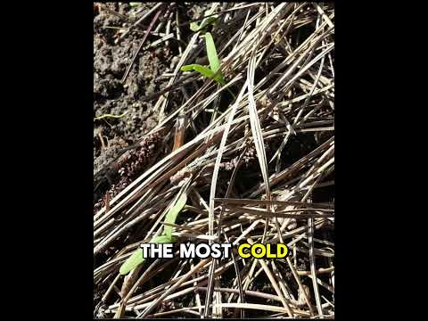 Is it thriving in heat or cold that most says “hardy?”