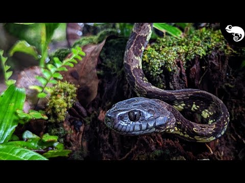 I Didn't Know These Snakes Existed! **And I'm a Zoologist!