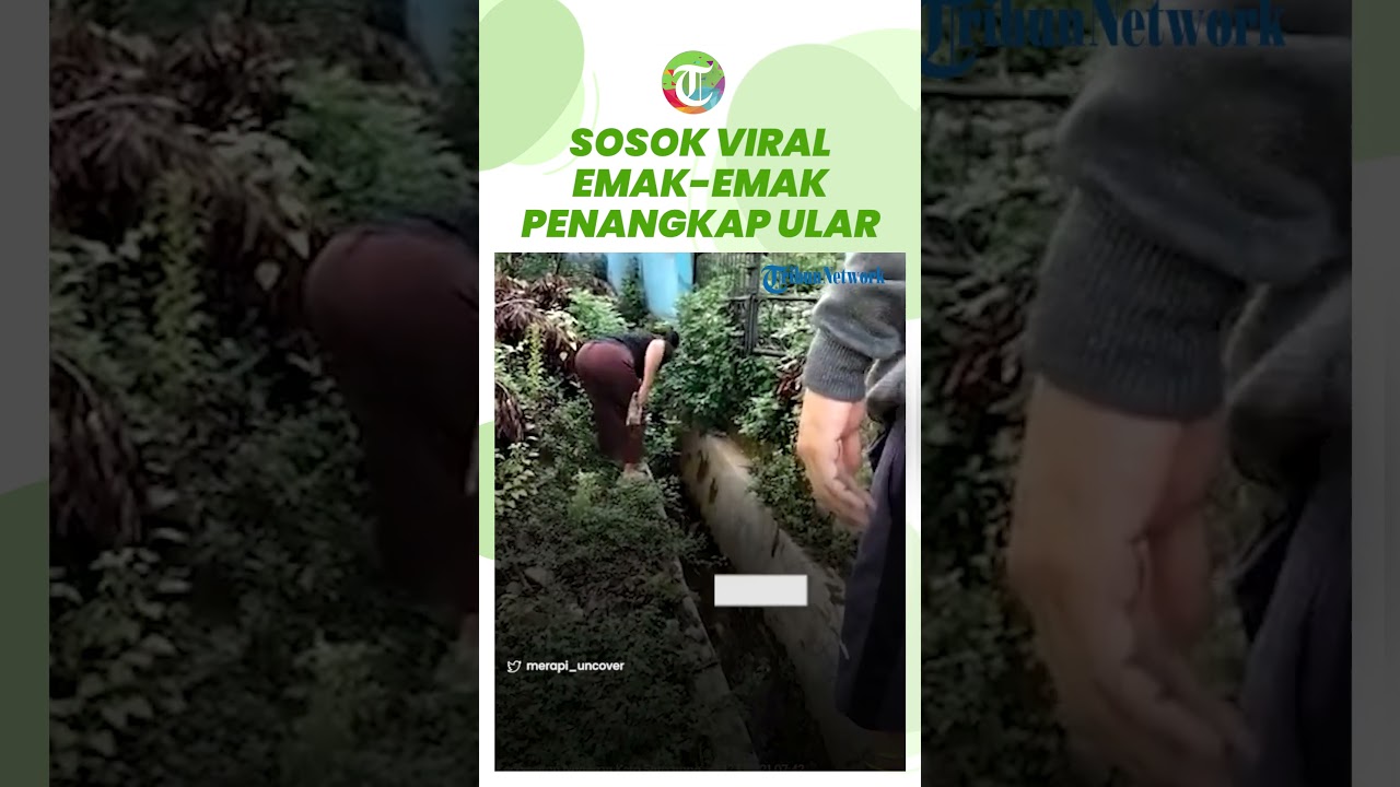 Sosok Suharni, Emak-emak yang Berani Tangkap Ular Sepanjang 3 Meter ... Sosok Suharni, Emak-emak yang Berani Tangkap Ular Sepanjang 3 Meter ...