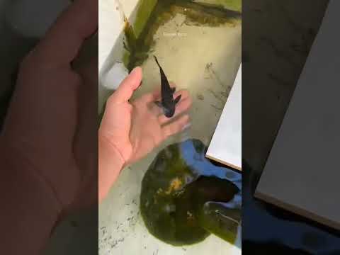 Tank cleaner fish recover 😲 #shorts #short #trending #viralshorts #respect #sad #tamil #facts