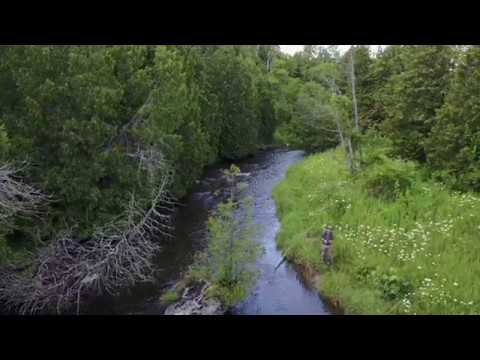 Death of my favorite black willow (4k)
