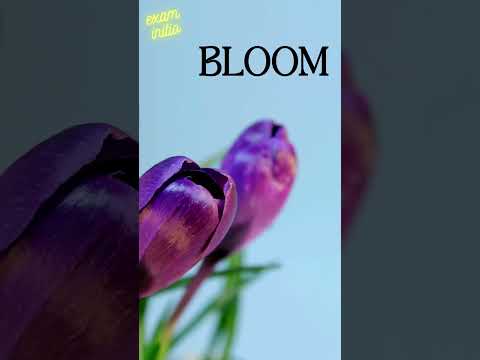 bloom | shorts | viralshorts #ssc #sscgd #ssc cgl
