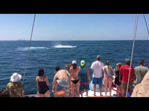 Ally Cat Sailing Adventures - ALLY CAT... Whales ~