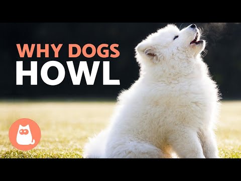 Why Do Dogs HOWL? 🐶 10 Reasons! ✅