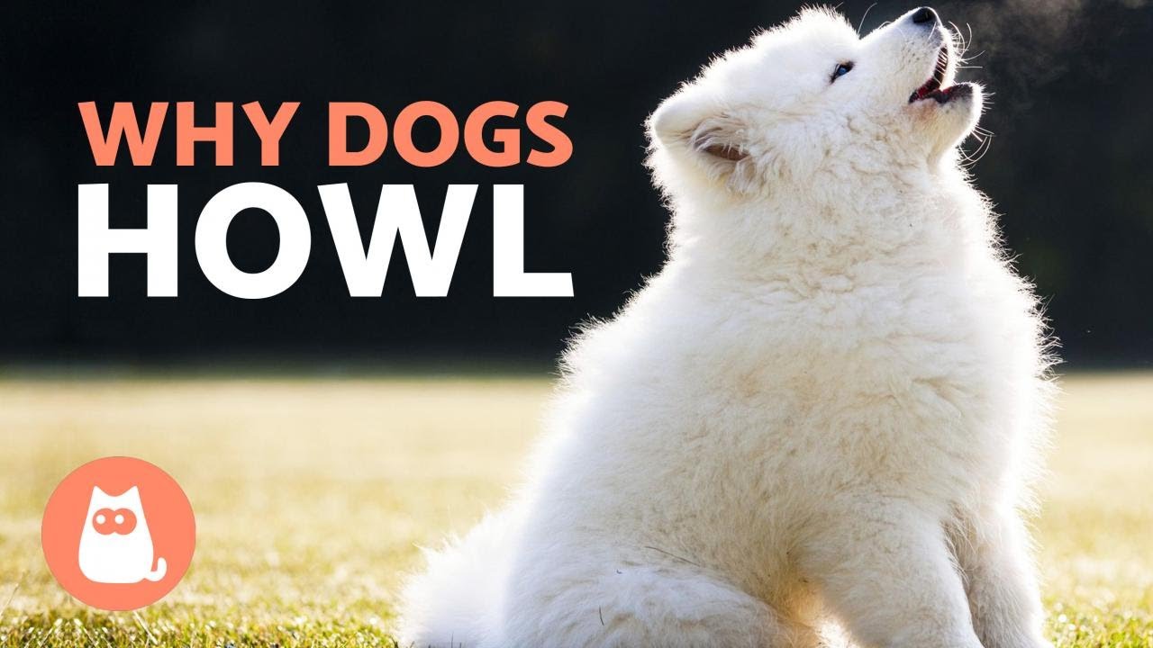 Why Do Dogs HOWL? 🐶 10 Reasons! ✅