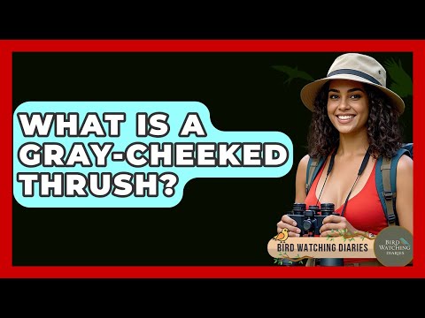 What Is A Gray-cheeked Thrush? - Bird Watching Diaries
