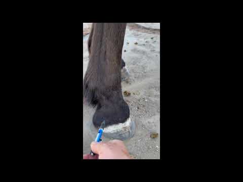 Can Your Horse Feel It's Feet - A Good Test For Trippy Horses - Gaited Horse Training