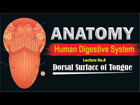 Tongue anatomy | Dorsal surface of tongue || Structures in the oral part of Tongue | Top lesson4u