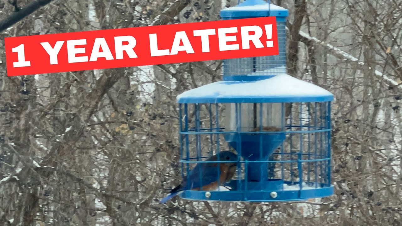 My Experience After 1 Year Using this Bird Feeder!
