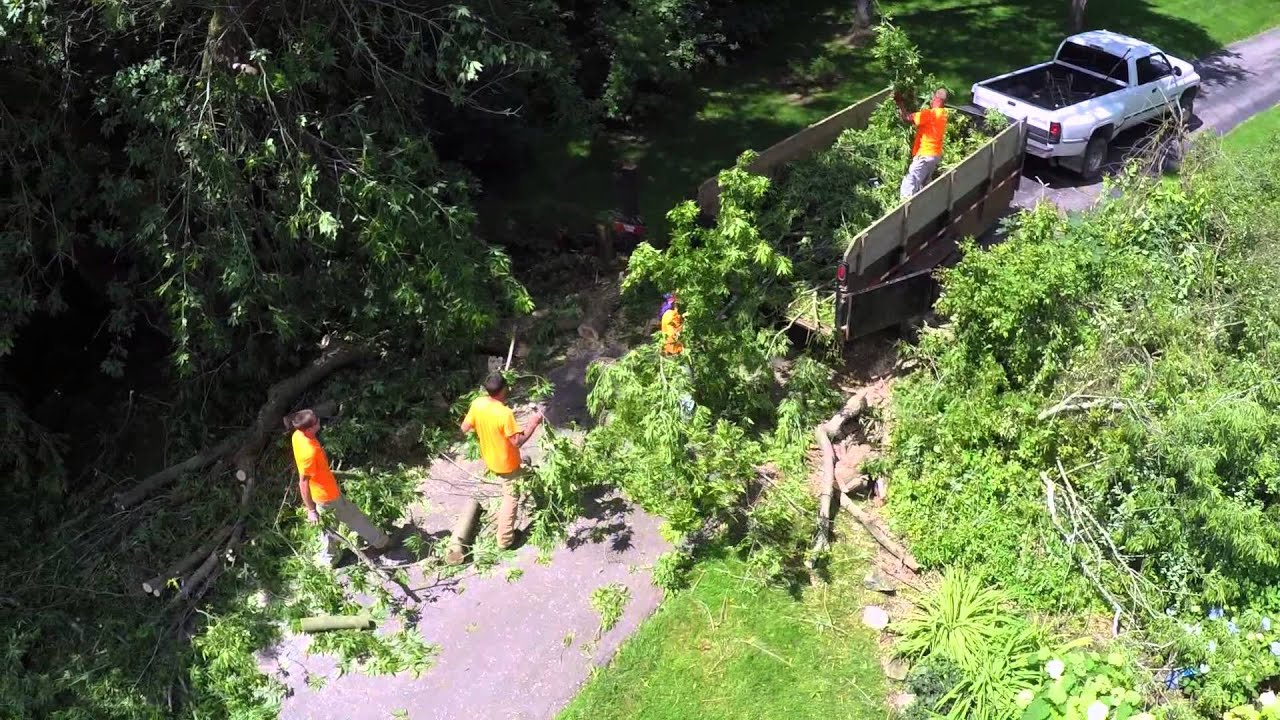 Infinity Tree Services | Commercial