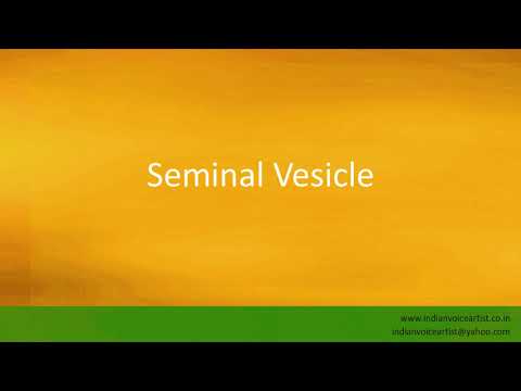 Pronunciation of the word(s) "Seminal Vesicle".